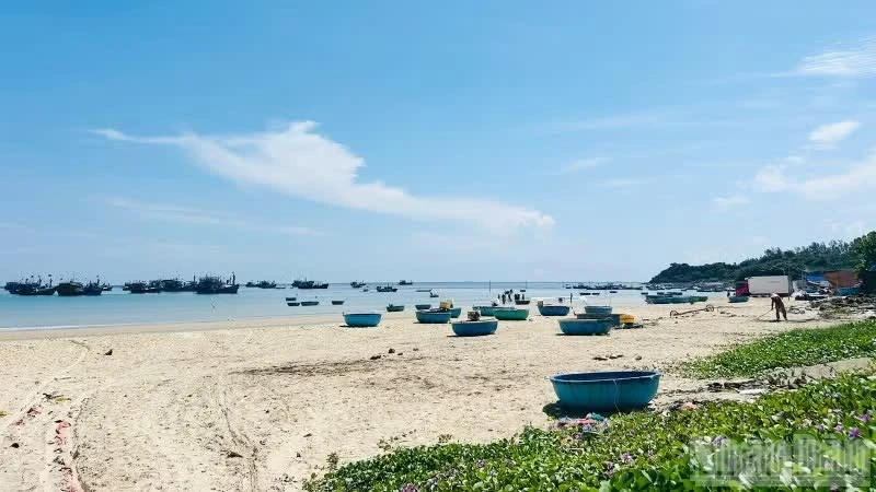 In Quang Ngai, a fishing village holds a treasure trove of artefacts ...