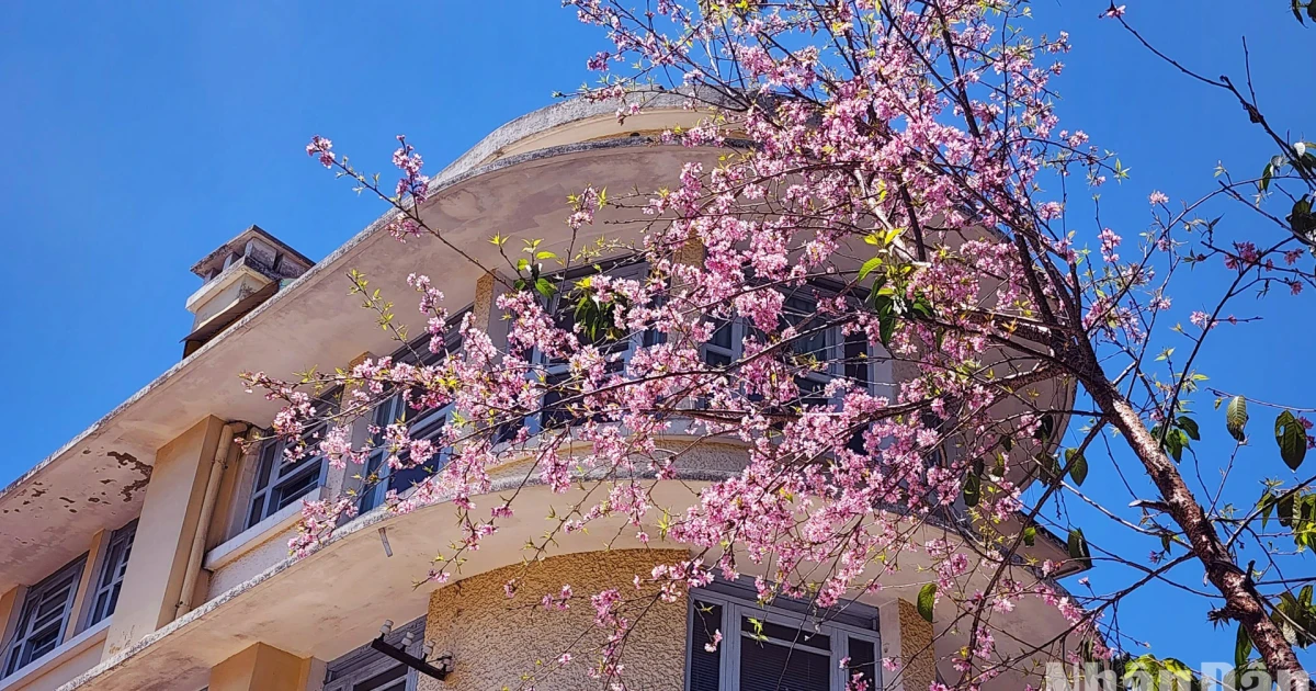 [In Pictures] Mai anh dao flowers bloom during the dry season in Da Lat ...