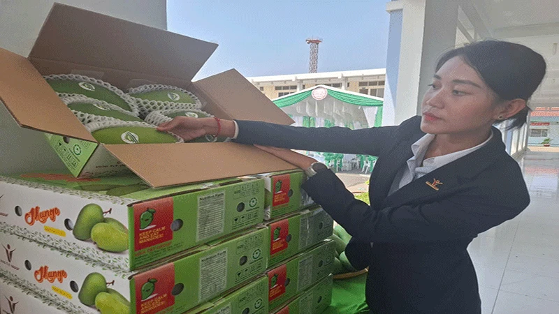 Tien Giang exports first green-peel elephant mangoes to the US | Nhan ...